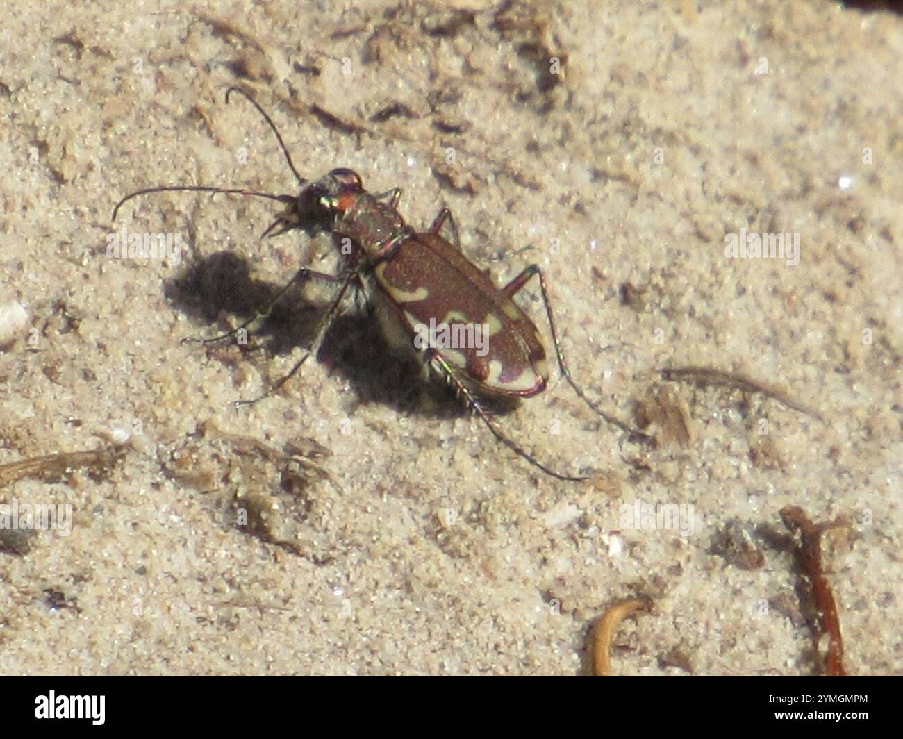 Bronzed Tiger Beetle (Cicindela repanda Stock Photo - Alamy