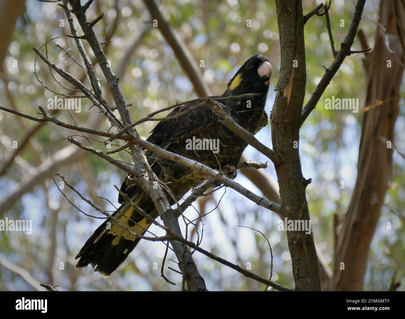 Yellow-tailed Black Cockatoo (Zanda funerea Stock Photo - Alamy