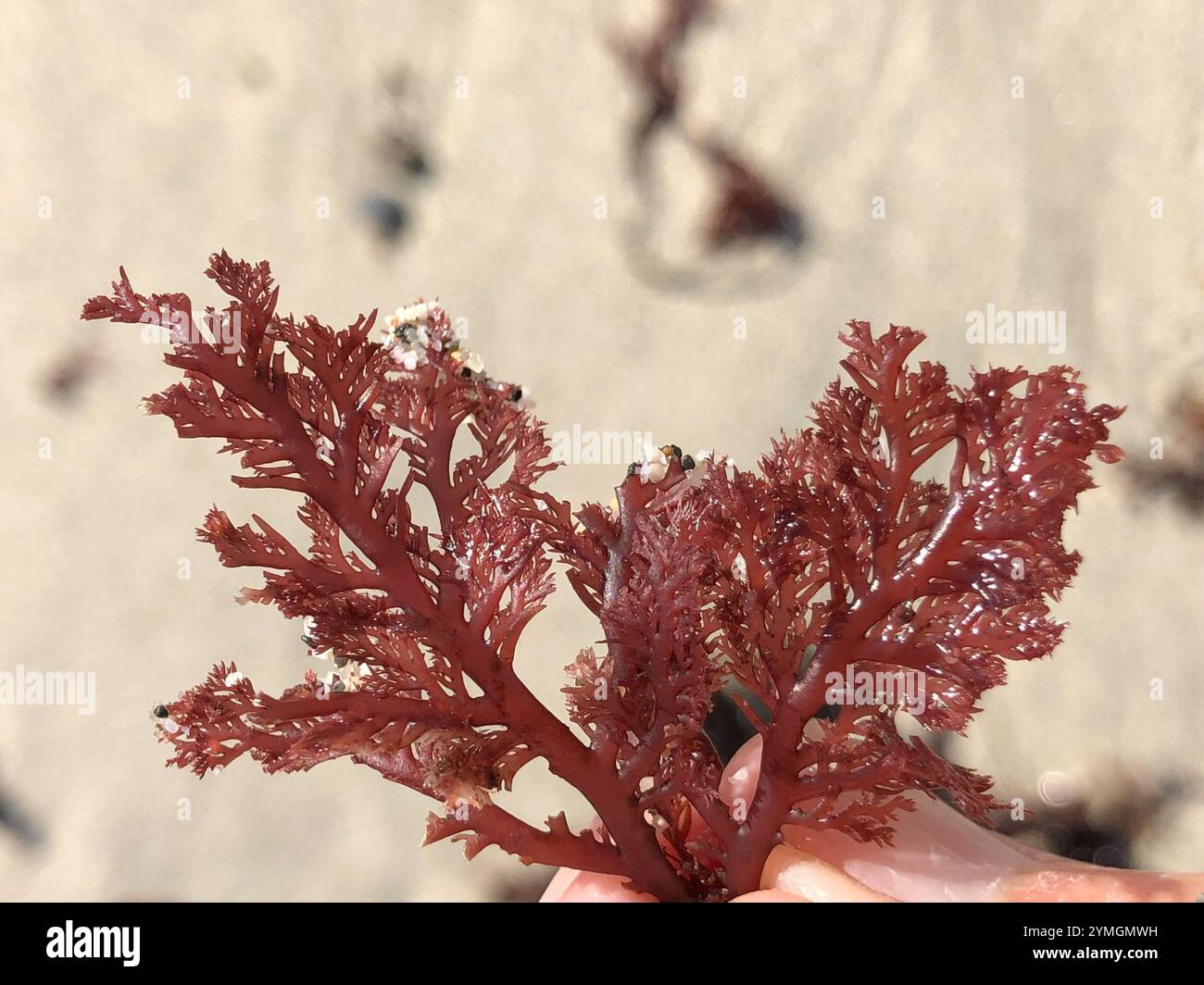 Sea Comb (Plocamium cartilagineum Stock Photo - Alamy