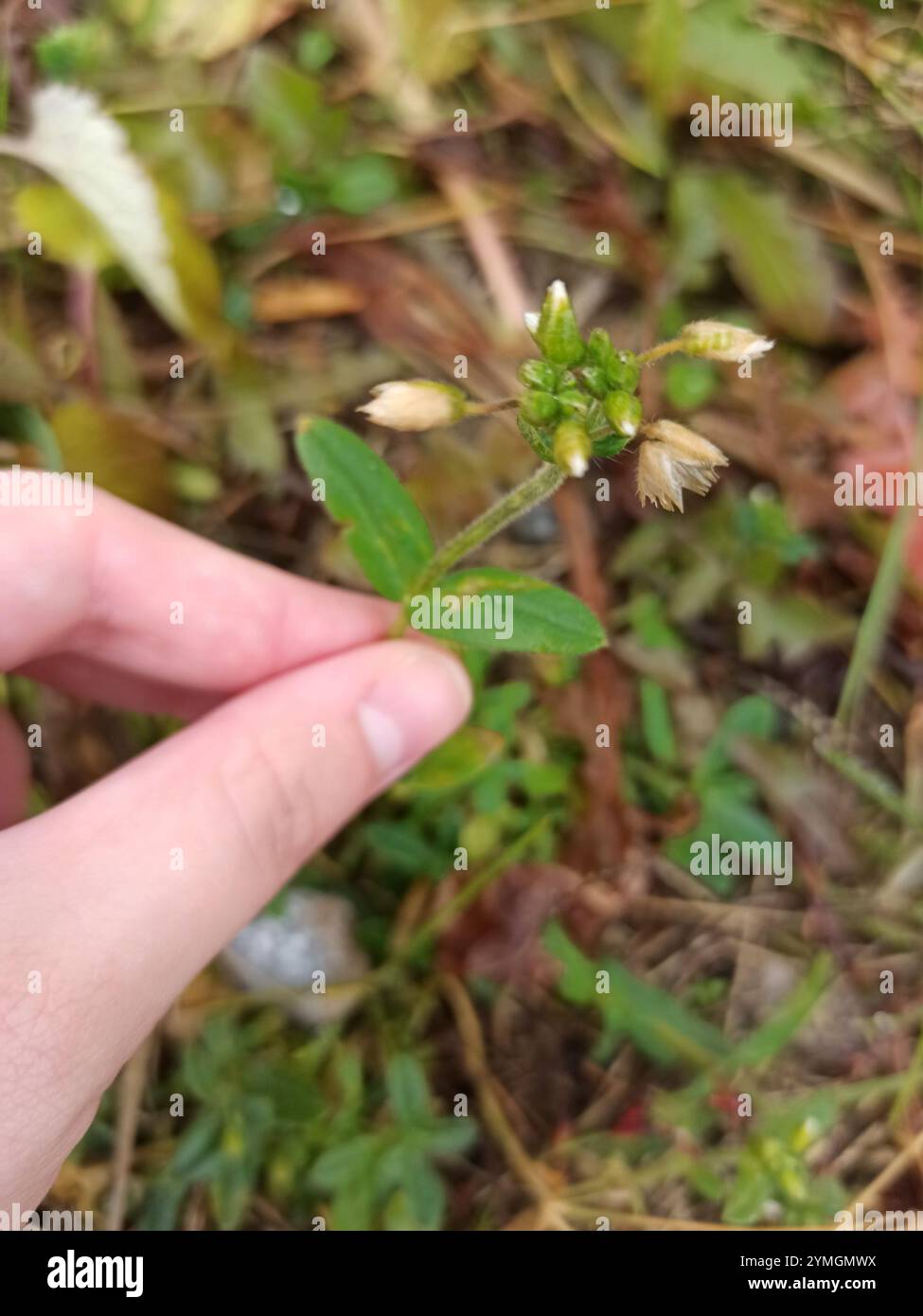 Common mouse-ear chickweed (Cerastium holosteoides Stock Photo - Alamy