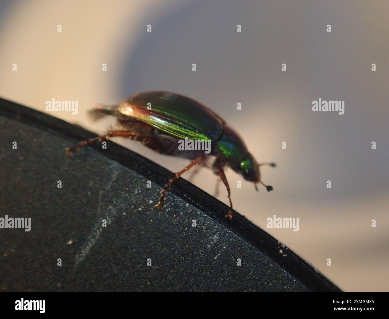 Pyronota hi-res stock photography and images - Alamy