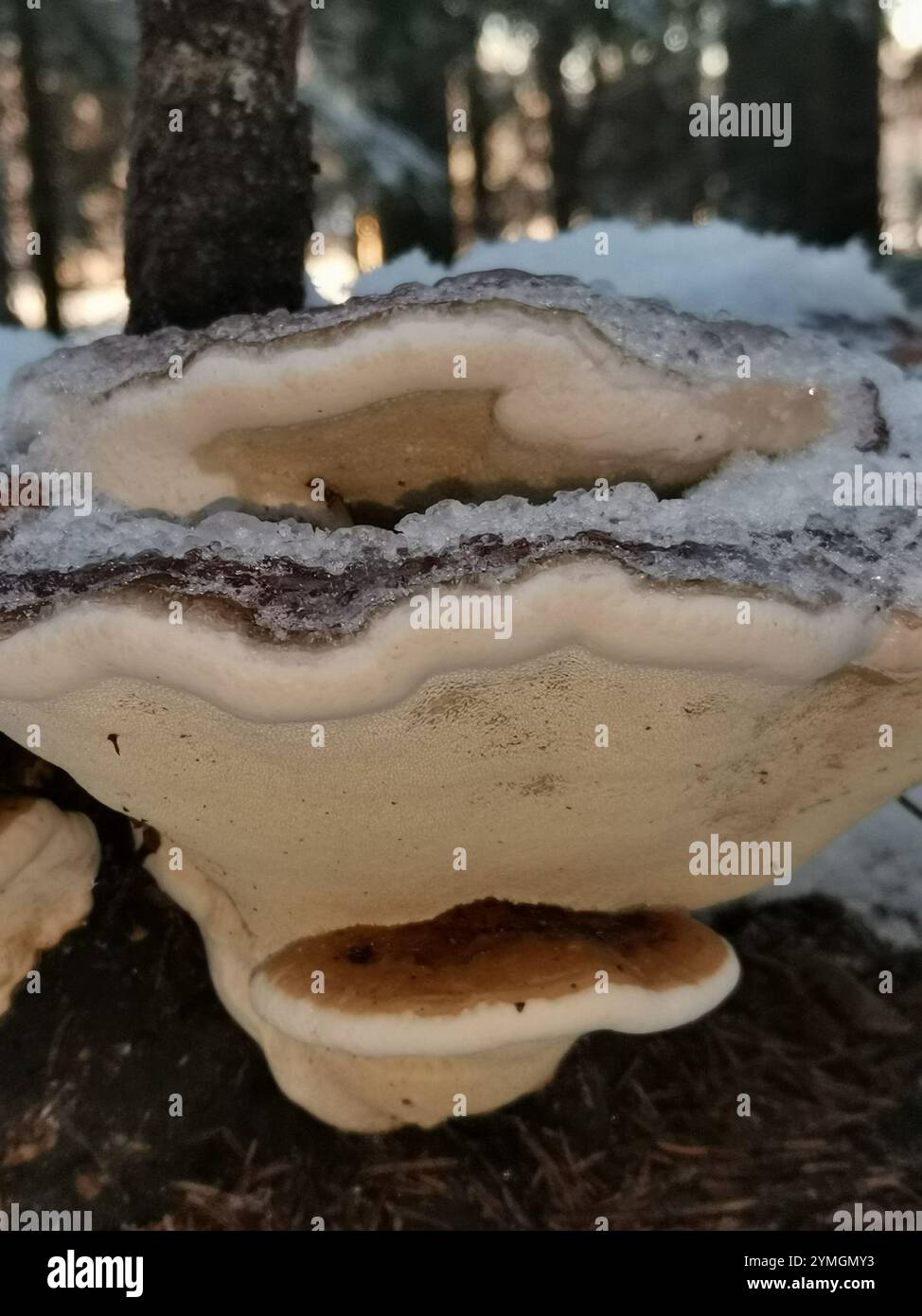 Red-banded Polypore (Fomitopsis pinicola Stock Photo - Alamy
