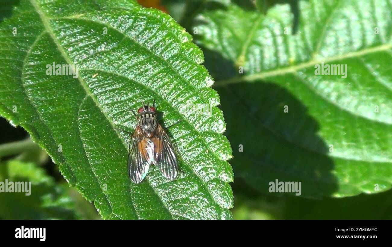House Flies and Allies (Muscidae Stock Photo - Alamy