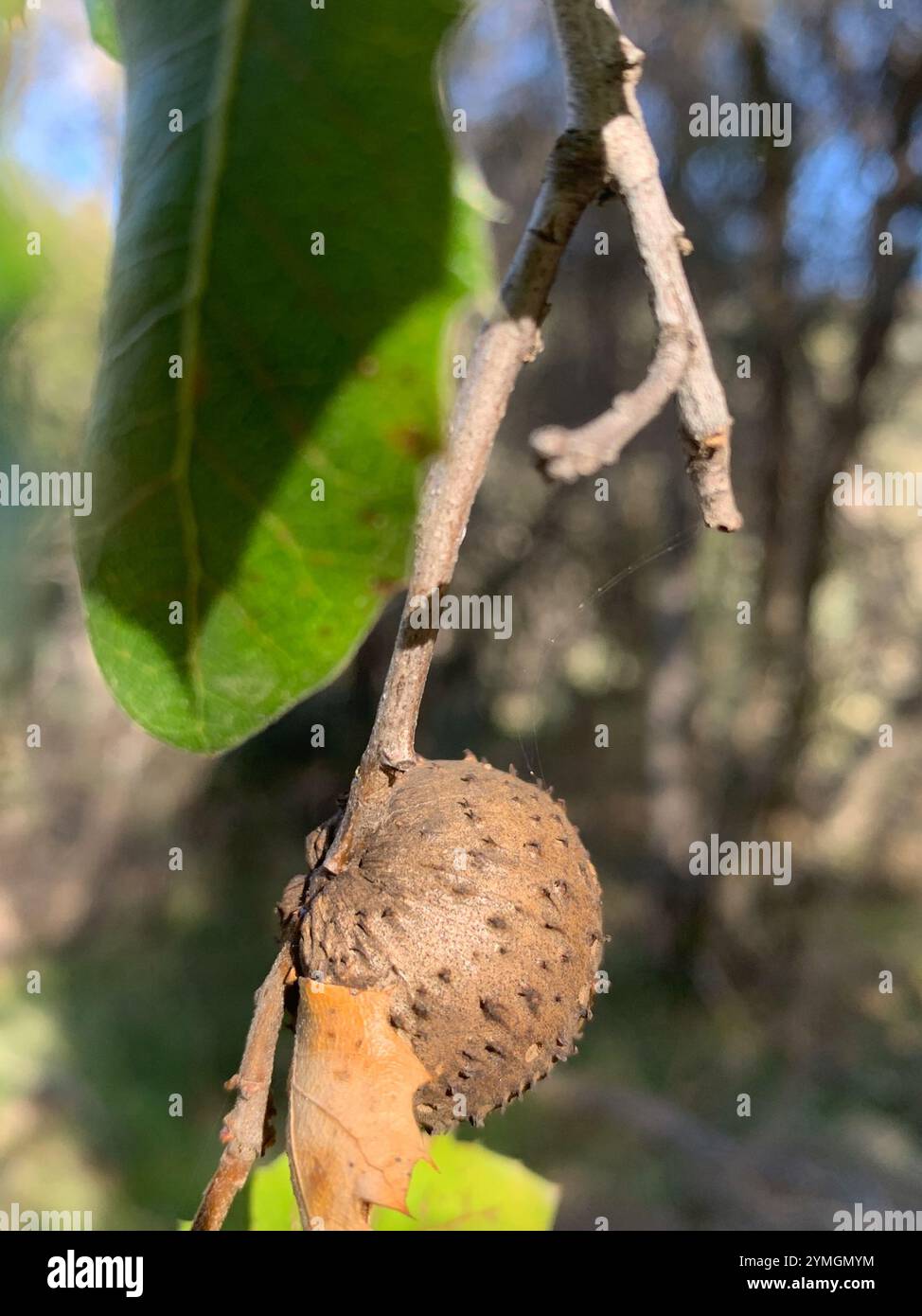 Live Oak Apple Gall Wasp (Amphibolips quercuspomiformis Stock Photo - Alamy