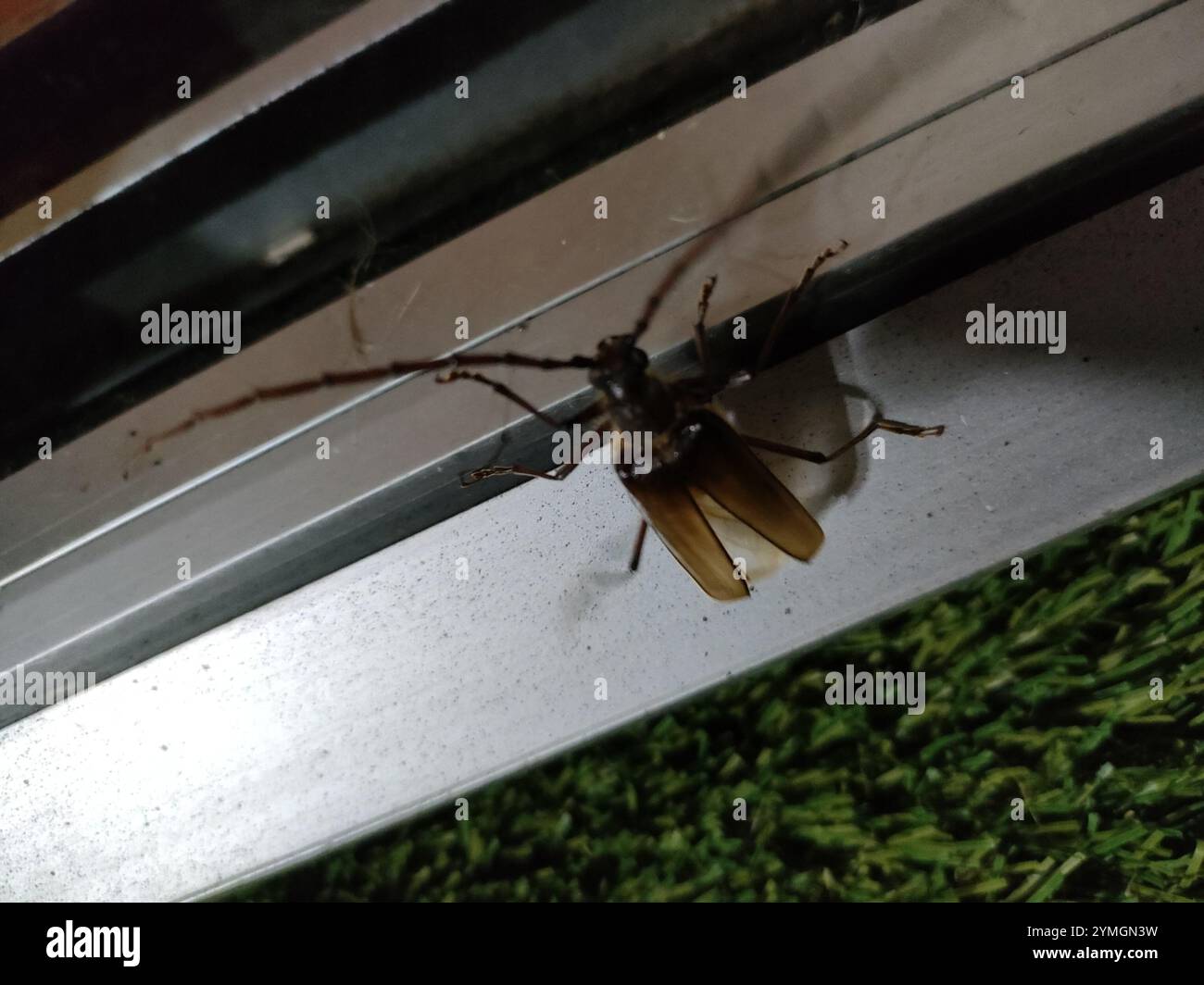 Kanuka Longhorn (Ochrocydus huttoni Stock Photo - Alamy