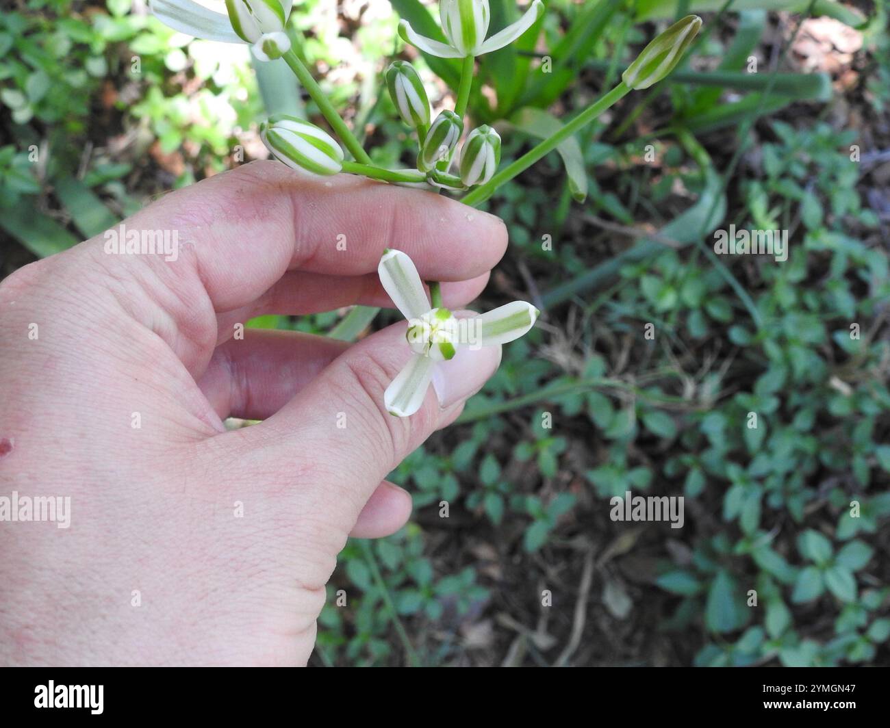 Thick Slime-lily (Albuca setosa Stock Photo - Alamy