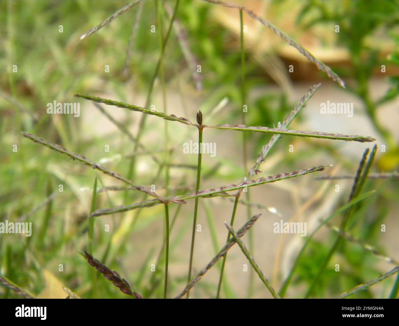 Bermuda grass (Cynodon dactylon Stock Photo - Alamy