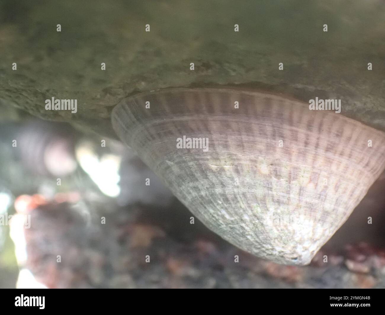 Lottiid Limpets (Lottiidae Stock Photo - Alamy