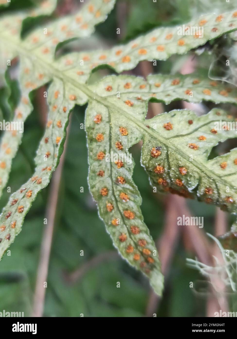 common polypody (Polypodium vulgare Stock Photo - Alamy