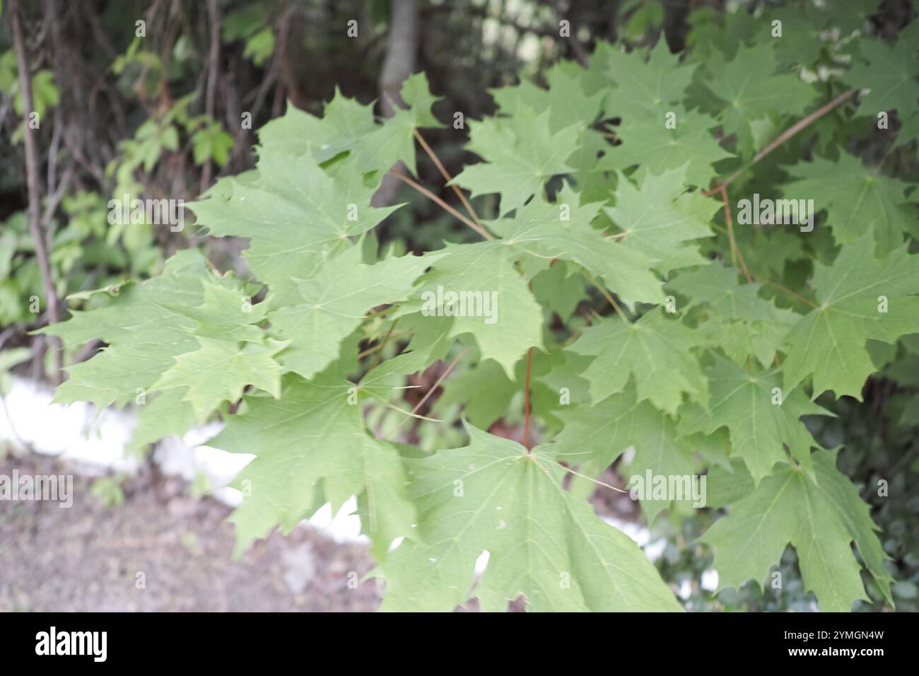 Norway maple (Acer platanoides Stock Photo - Alamy