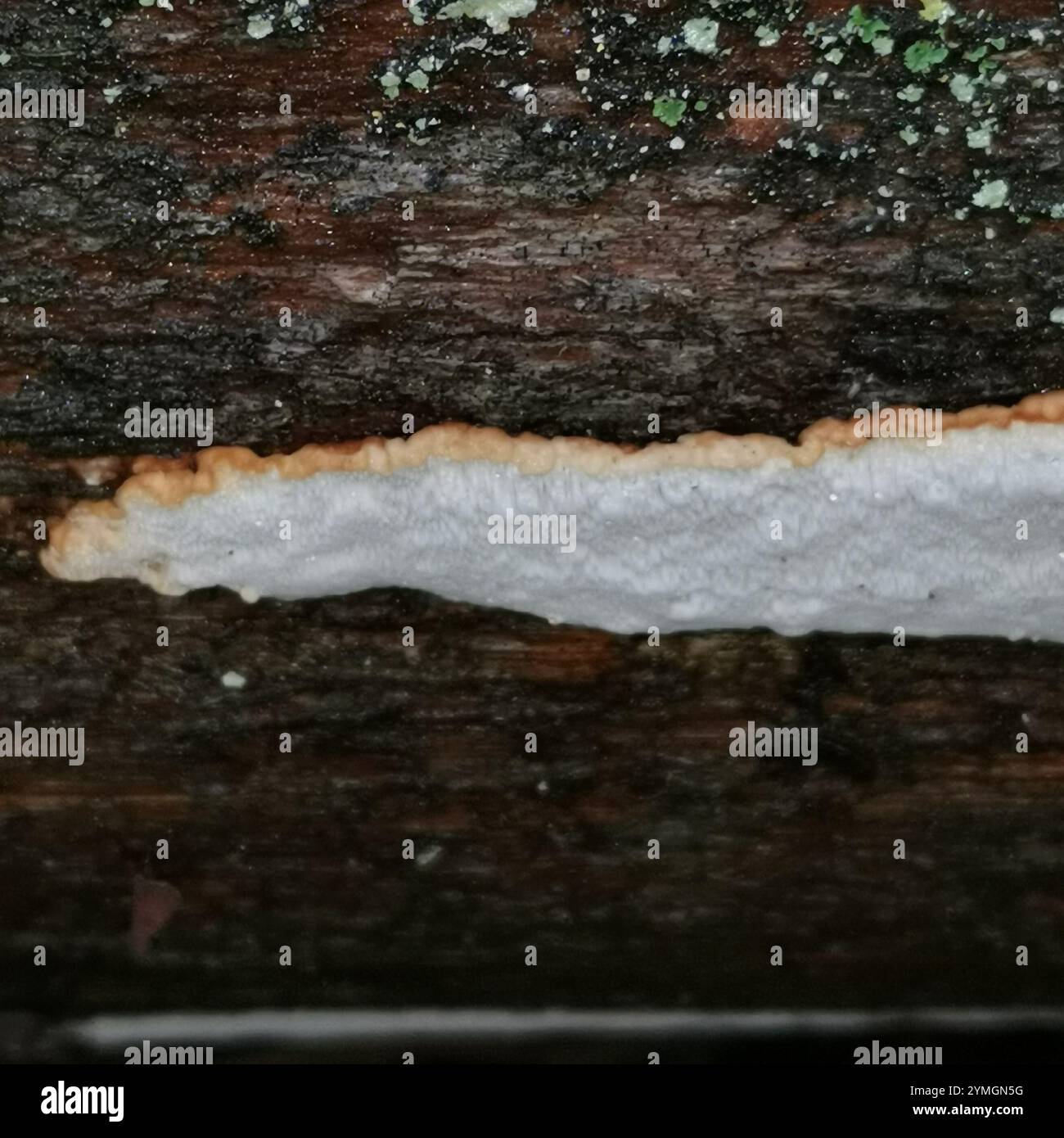 serried porecrust (Fomitopsis serialis Stock Photo - Alamy