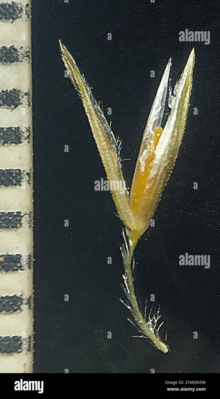 Wild Sorghum (Sorghum bicolor verticilliflorum Stock Photo - Alamy