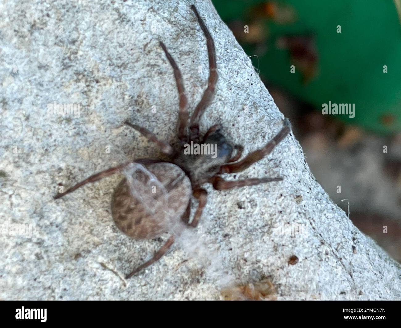 Badumna longinqua hi-res stock photography and images - Alamy