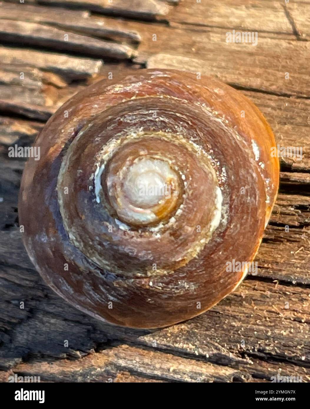 Tegula brunnea hi-res stock photography and images - Alamy
