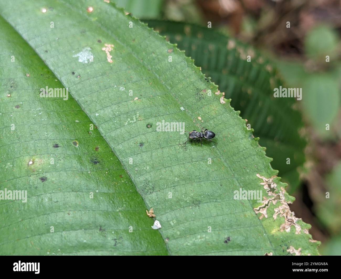 Turtle Ants (Cephalotes Stock Photo - Alamy