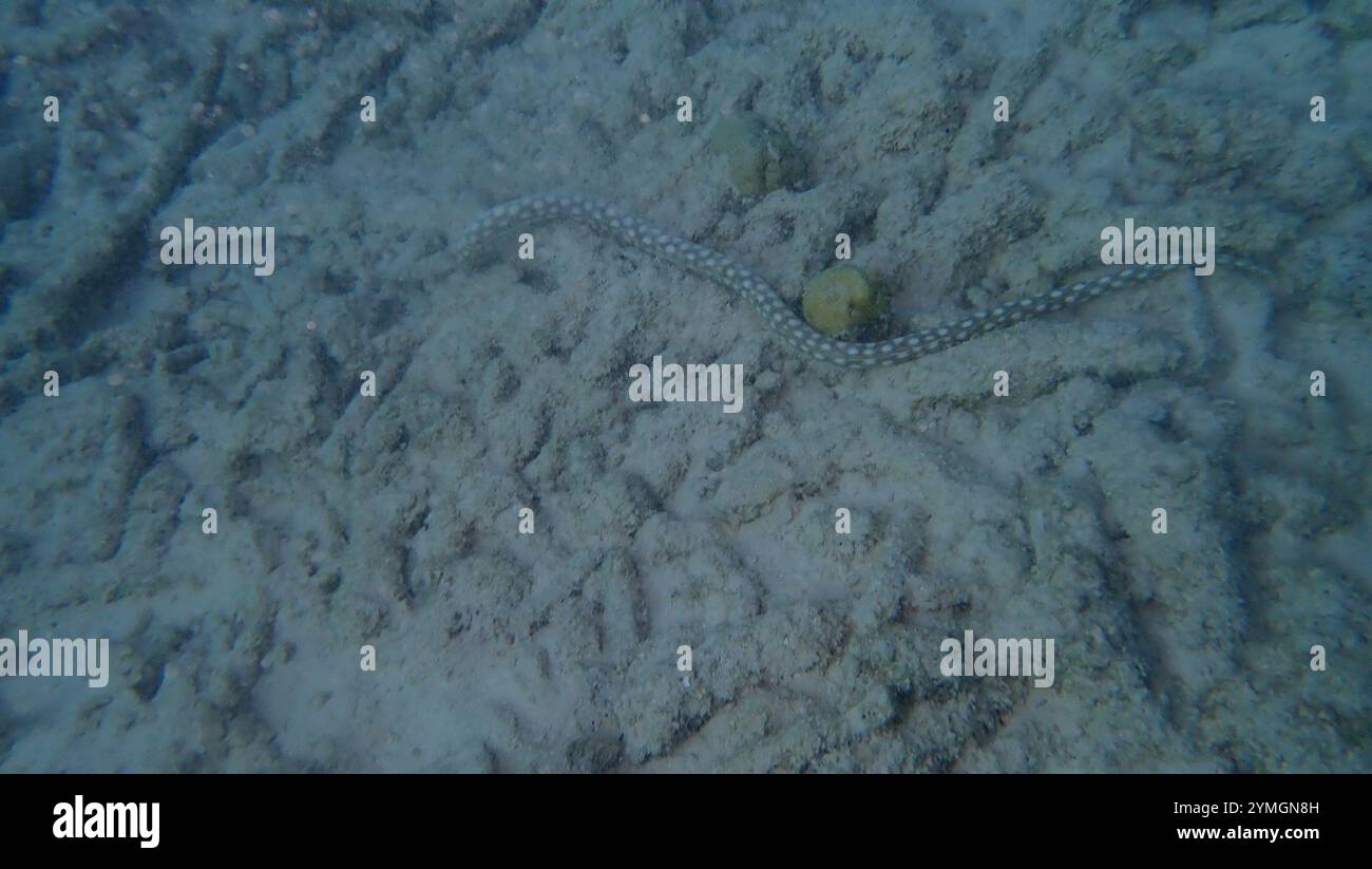 Sharptail Eel (Myrichthys breviceps Stock Photo - Alamy