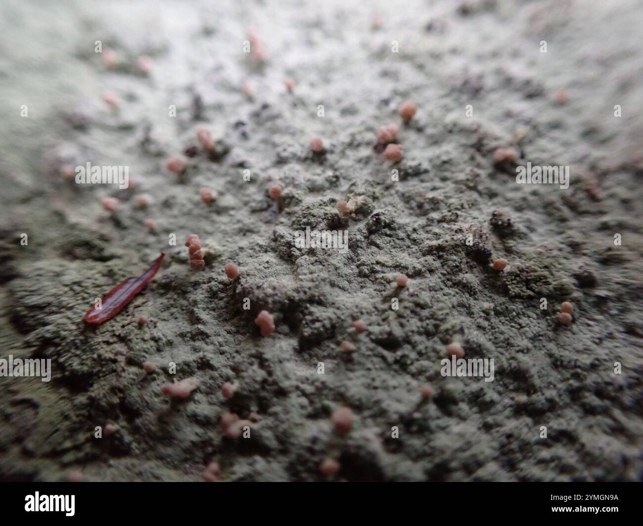 Brown Beret Lichen (Baeomyces rufus Stock Photo - Alamy