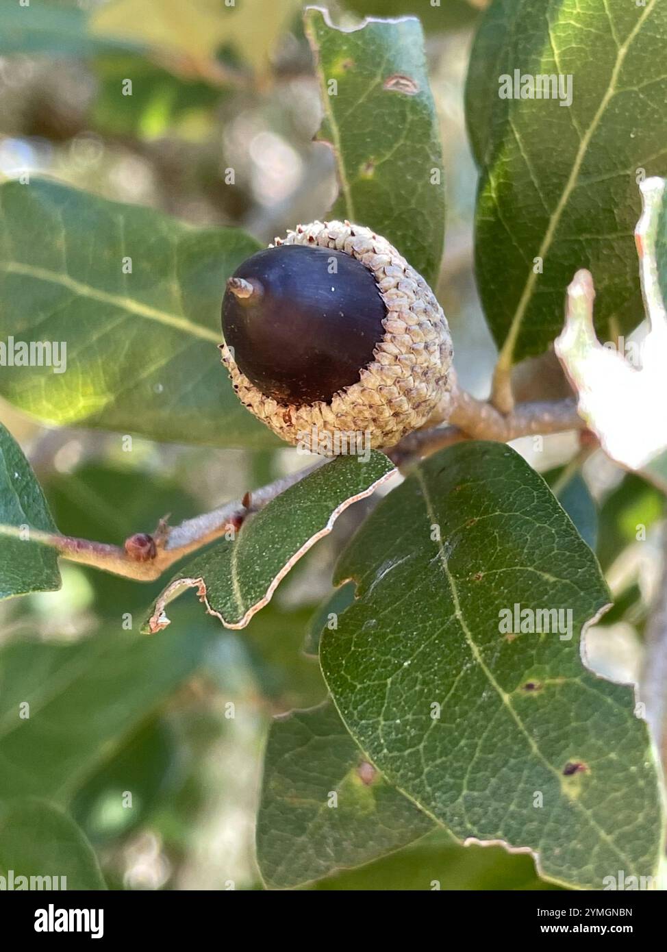 southern live oak (Quercus virginiana Stock Photo - Alamy