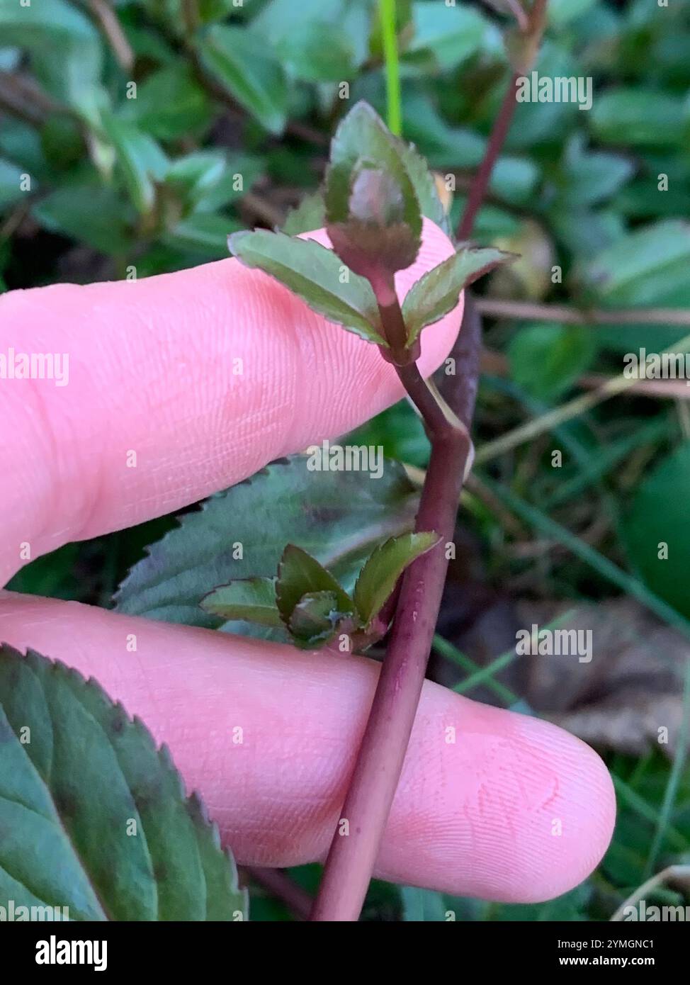 American brooklime hi-res stock photography and images - Alamy