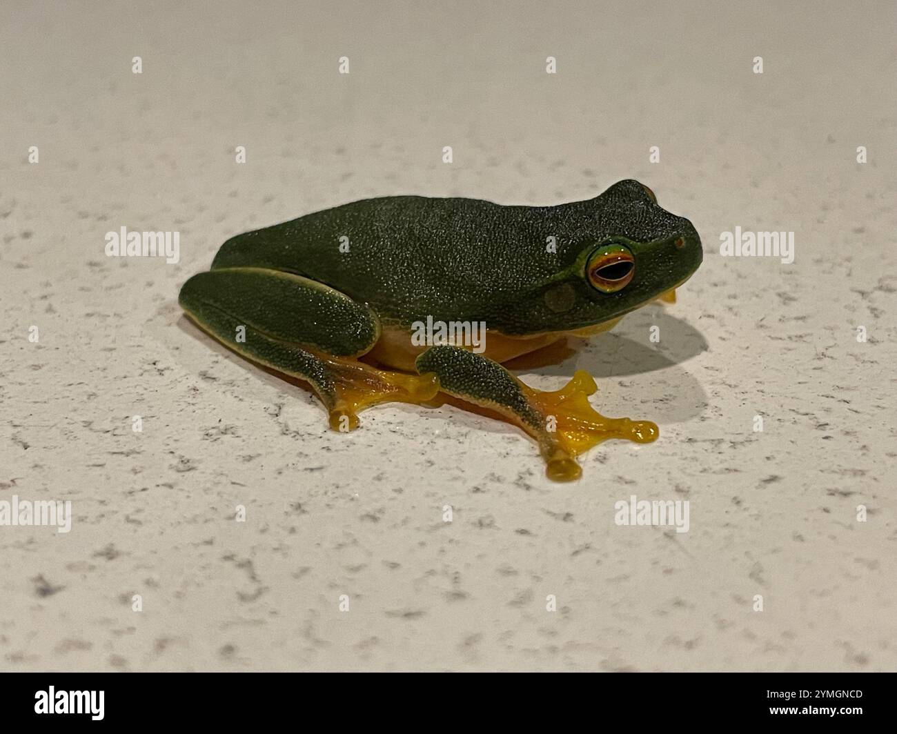 Graceful tree frog hi-res stock photography and images - Alamy