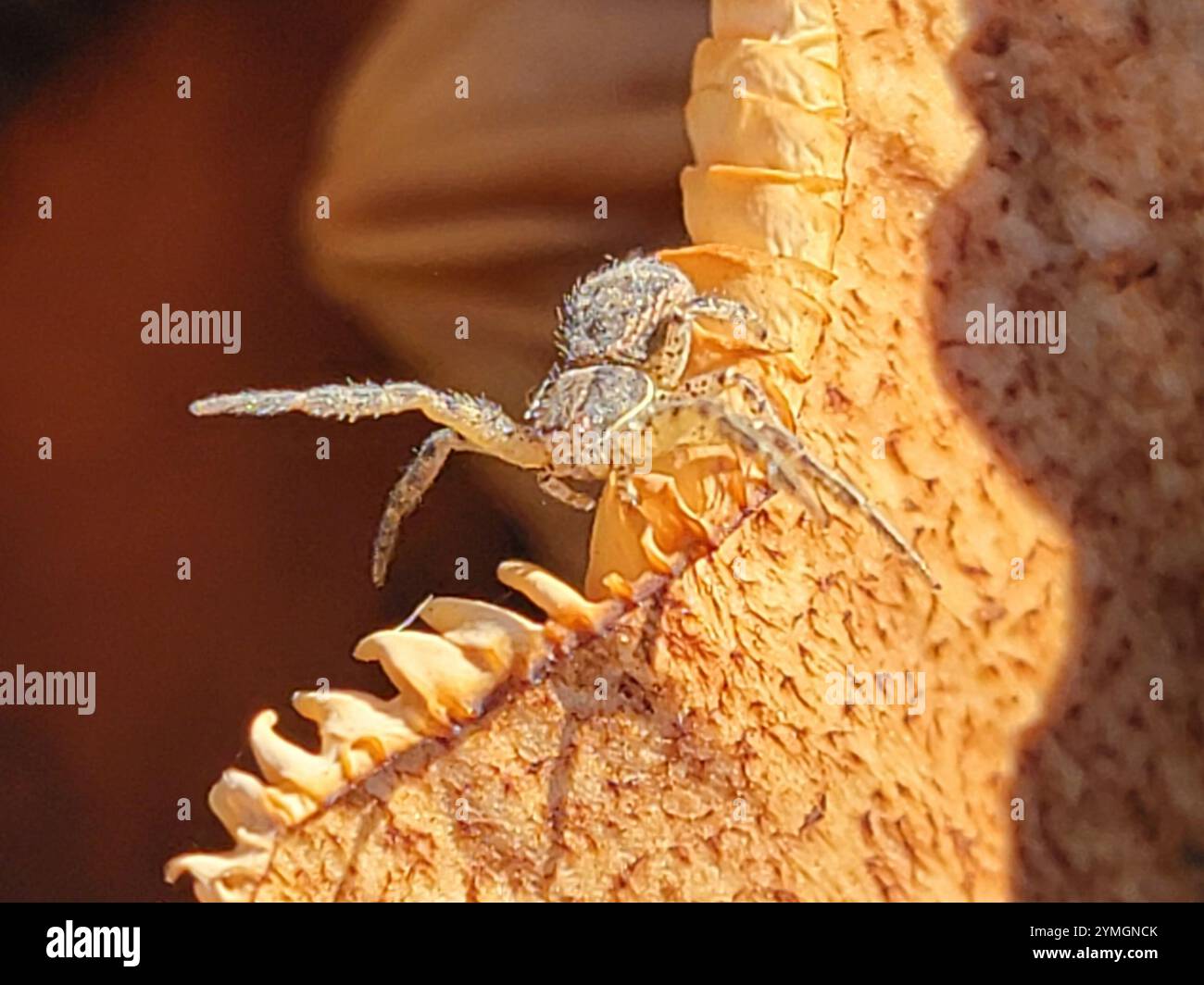 Crab Spiders (Thomisidae Stock Photo - Alamy