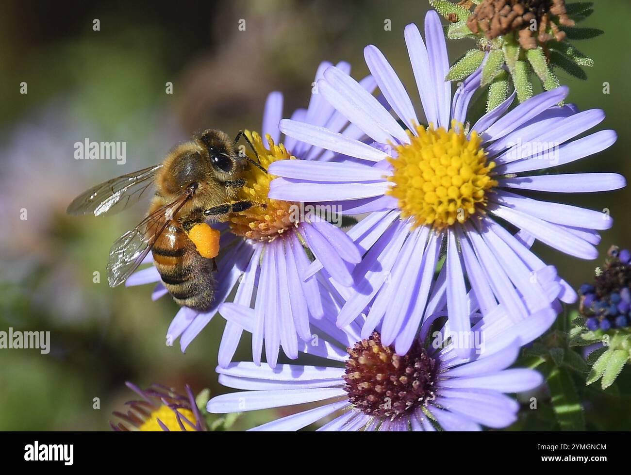 Western Honey Bee (Apis mellifera Stock Photo - Alamy