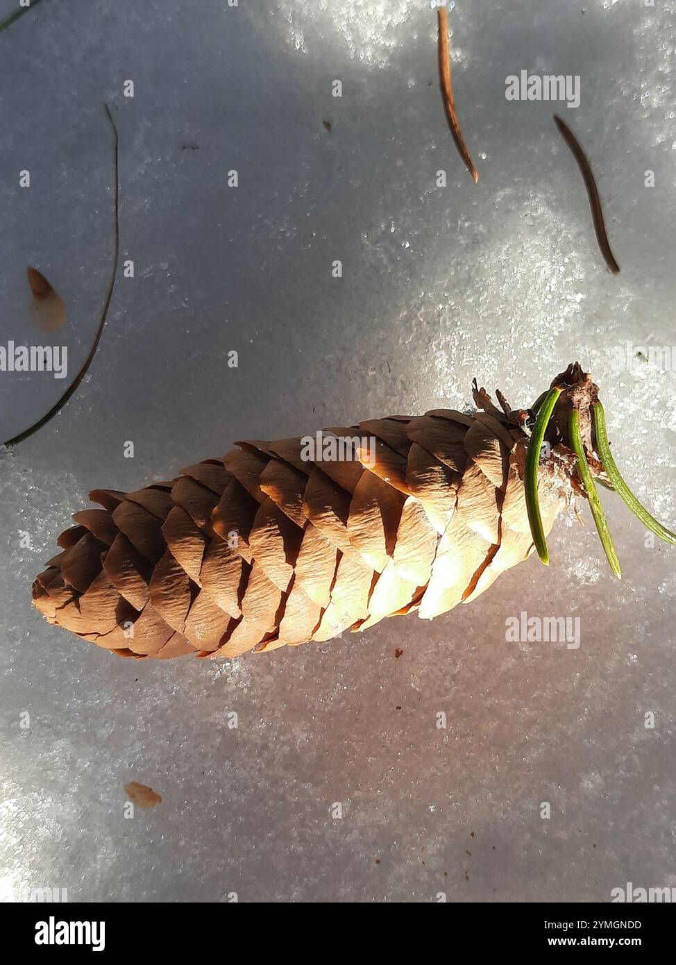 Finnish spruce hi-res stock photography and images - Alamy