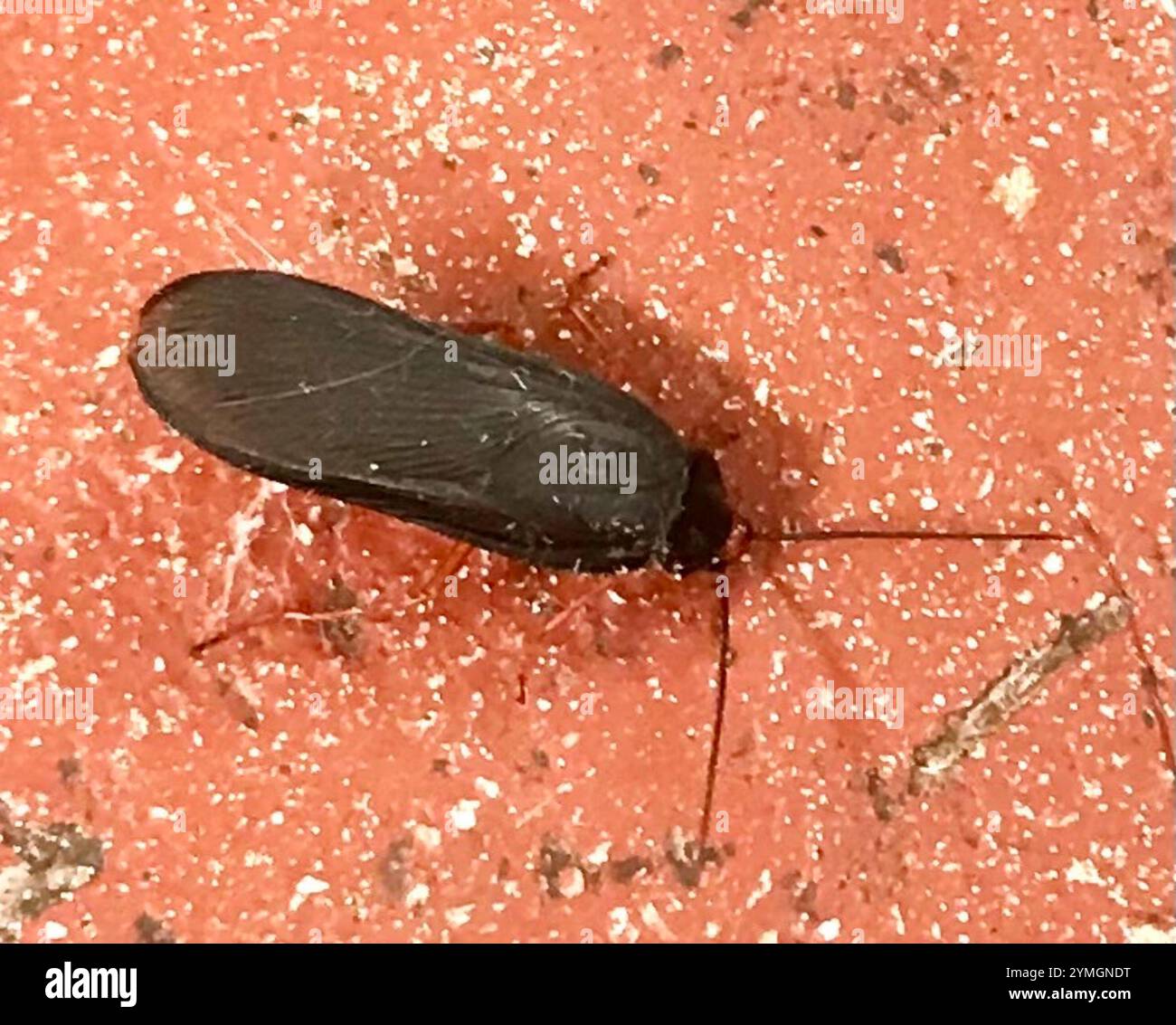 Red-headed Cockroach (Deropeltis erythrocephala Stock Photo - Alamy