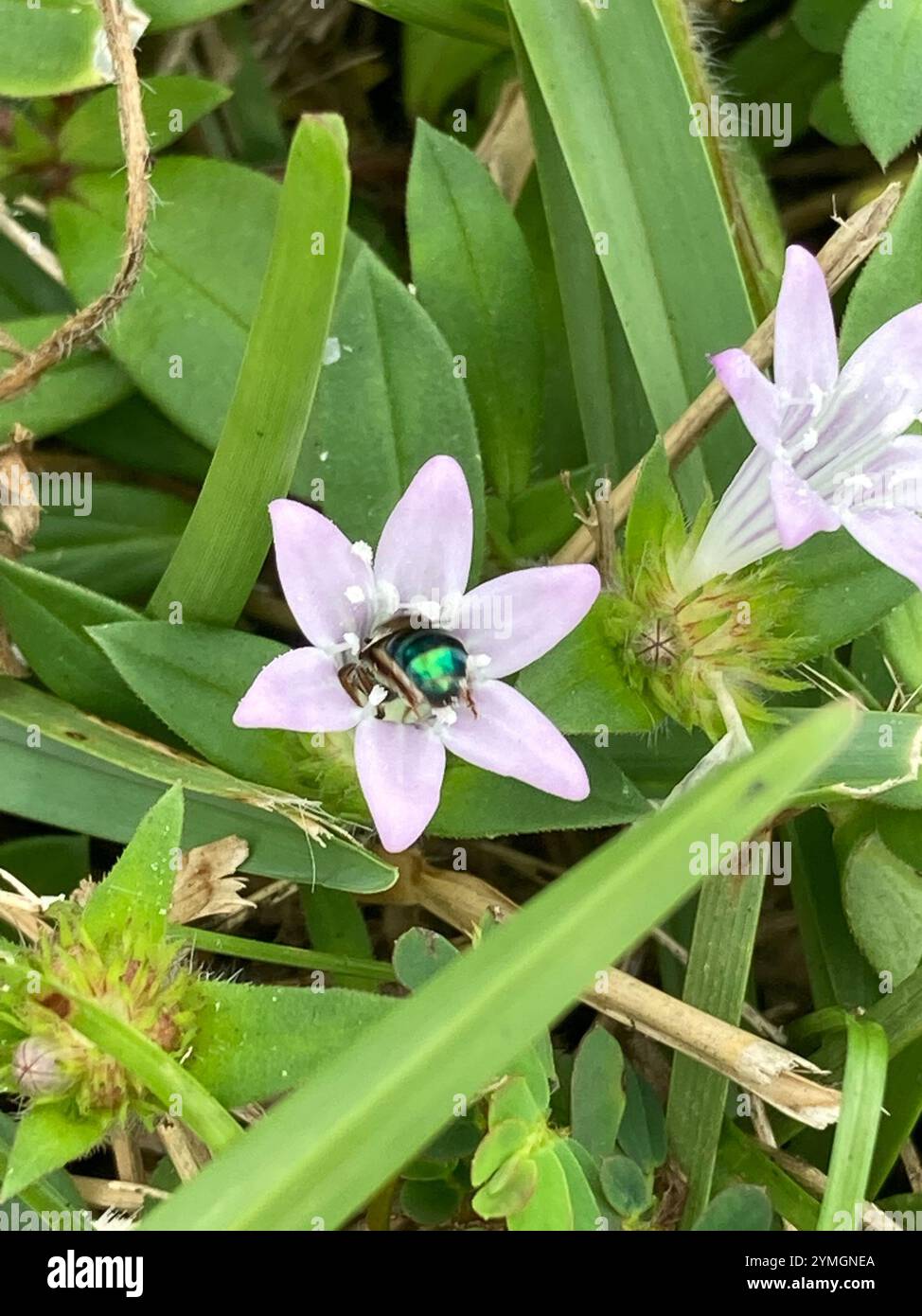 Brown-winged Striped Sweat Bee (Agapostemon splendens Stock Photo - Alamy