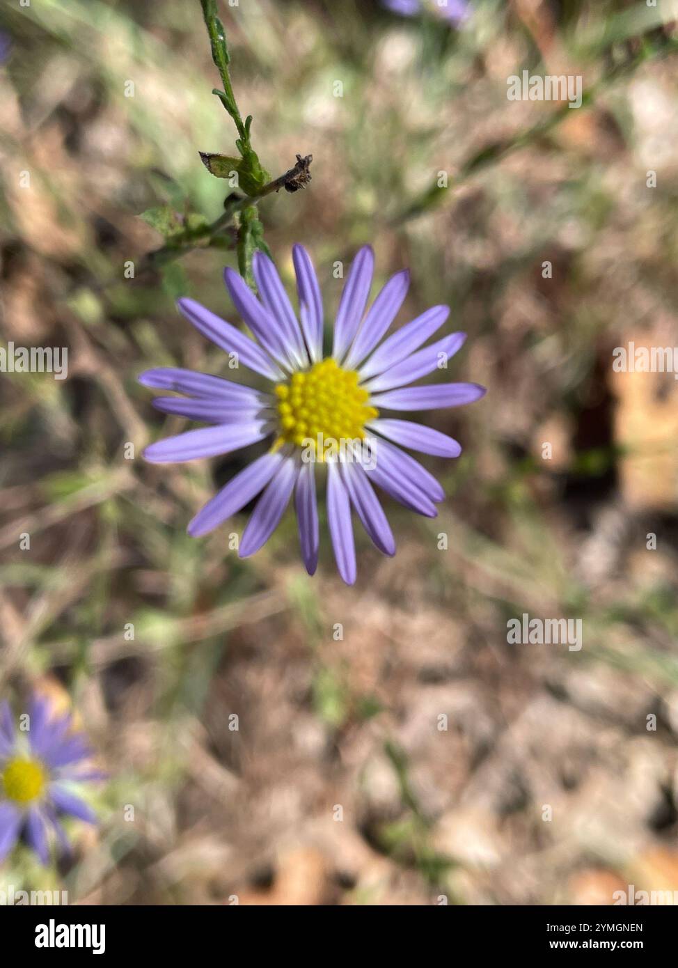 late purple aster (Symphyotrichum patens Stock Photo - Alamy