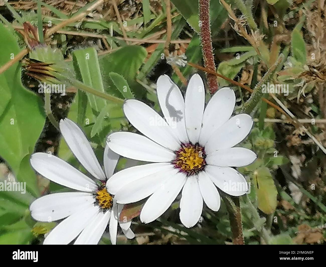 Afro-Australian daisies (Dimorphotheca Stock Photo - Alamy