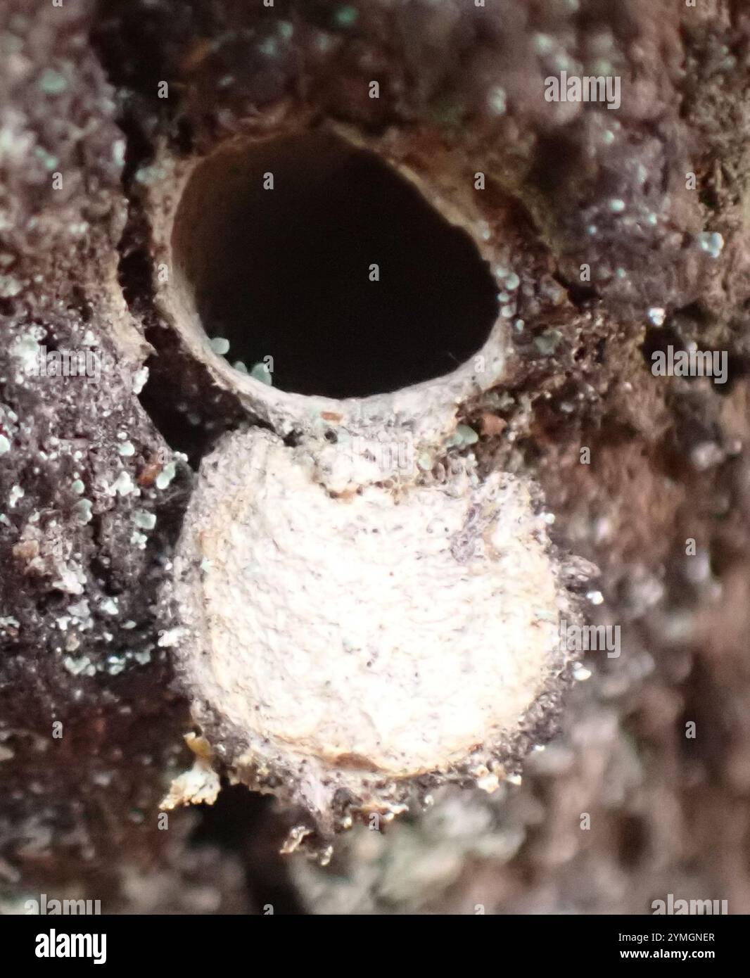 tree trapdoor spiders (Migidae Stock Photo - Alamy