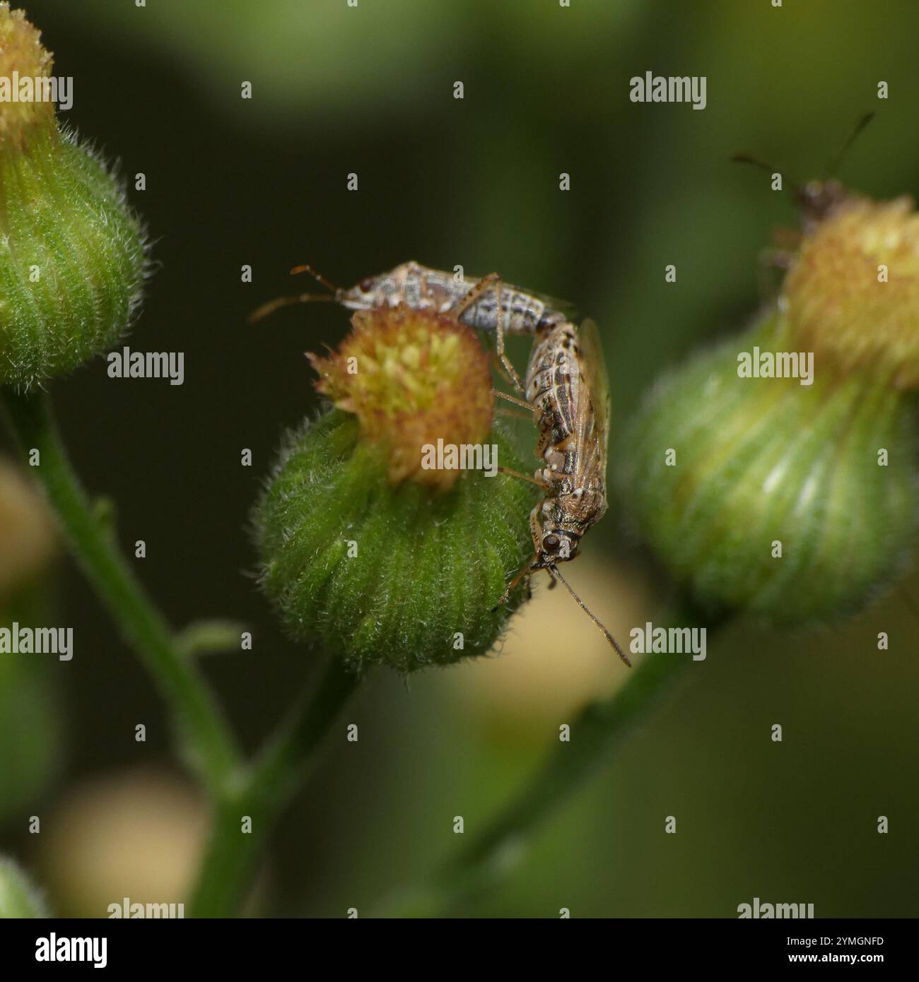 False chinch bugs (Nysius Stock Photo - Alamy