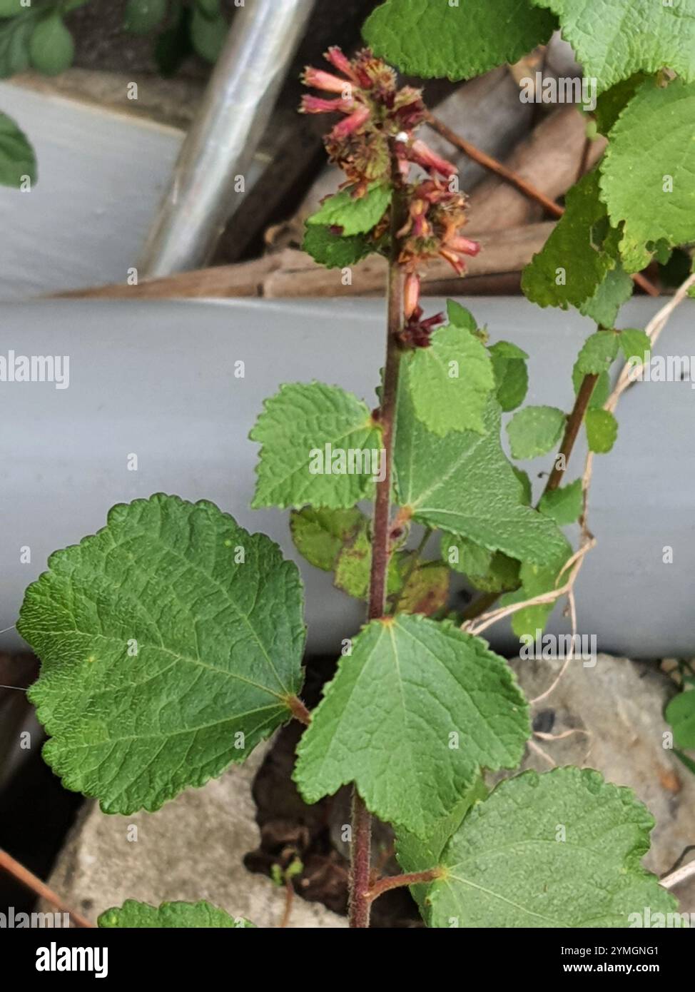 Chinese Bur (Triumfetta rhomboidea Stock Photo - Alamy