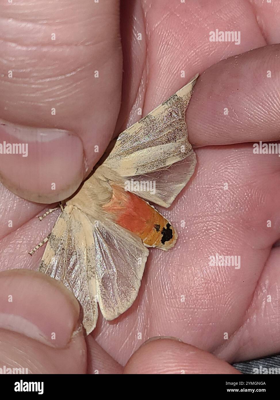 Edwards' Glassy-wing Moth (Pseudohemihyalea edwardsii Stock Photo - Alamy