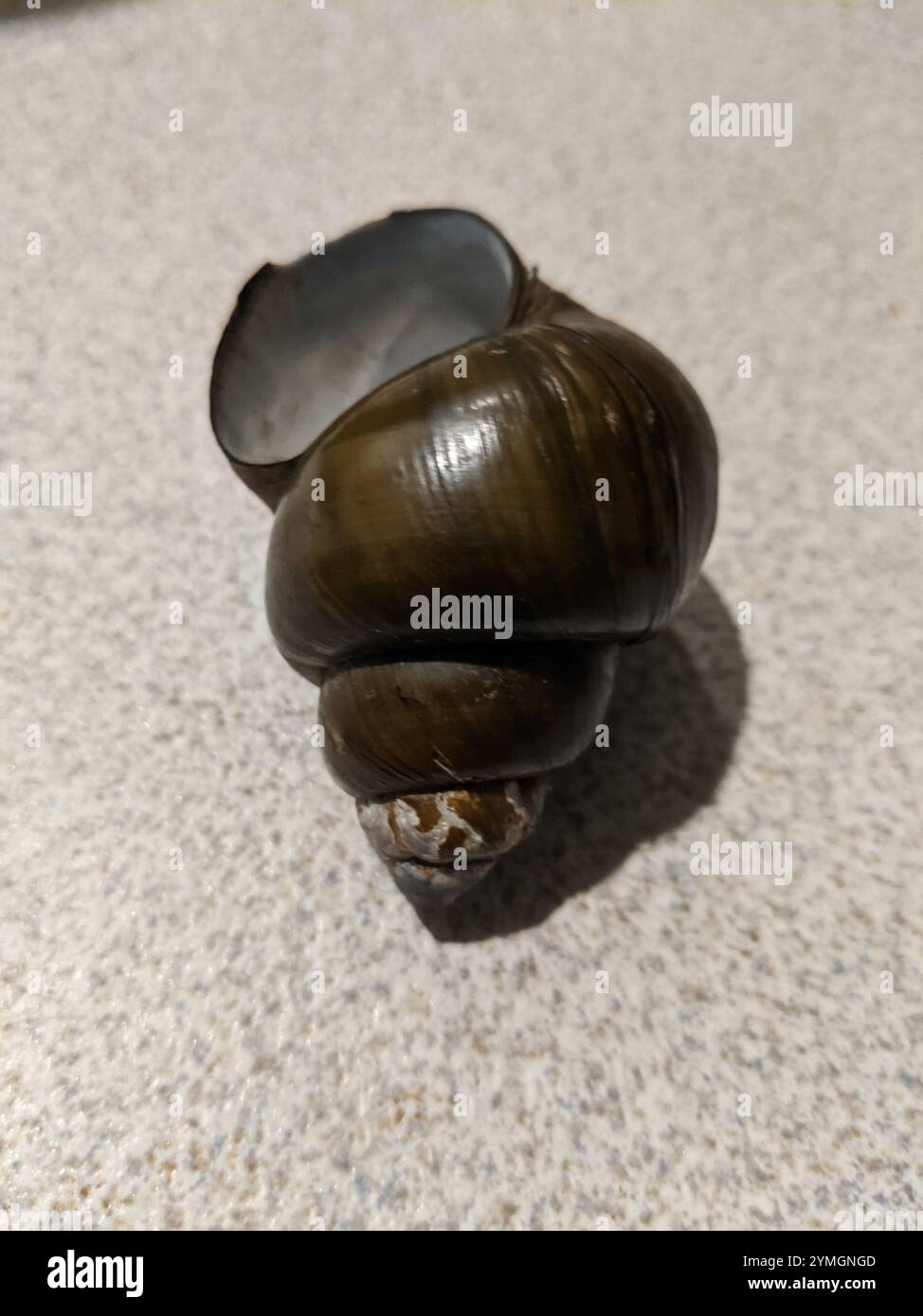 Cipangopaludina chinensis hi-res stock photography and images - Alamy