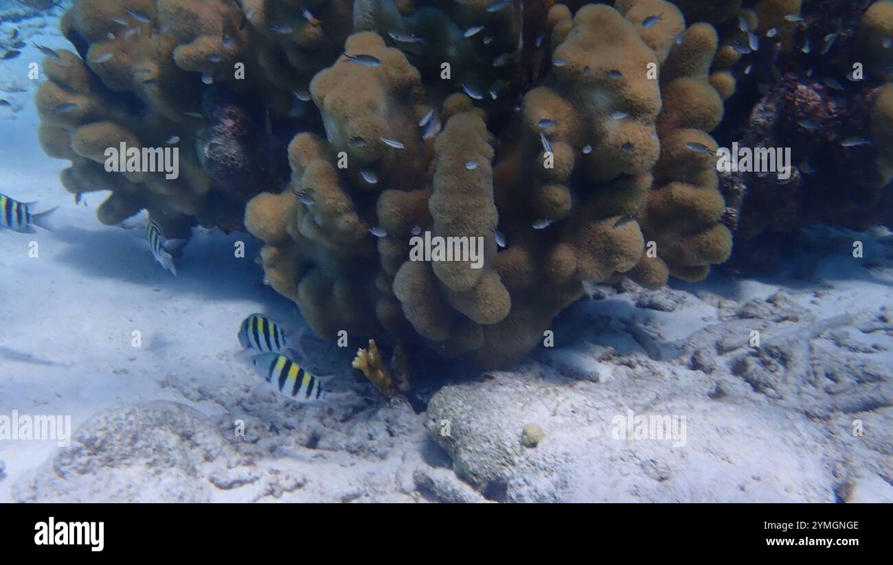 Atlantic Sergeant Major (Abudefduf saxatilis Stock Photo - Alamy