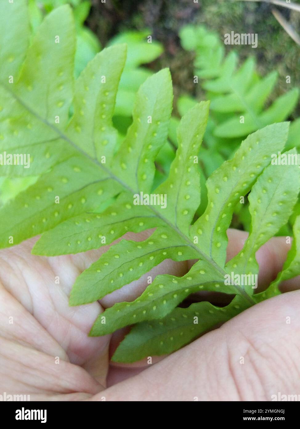 polypody ferns (Polypodium Stock Photo - Alamy