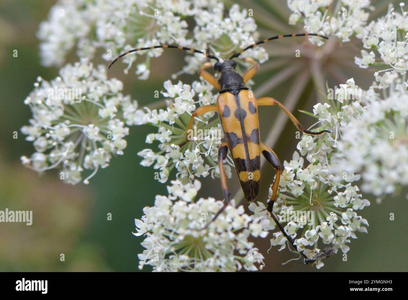 Spotted Longhorn Beetle (Rutpela maculata Stock Photo - Alamy