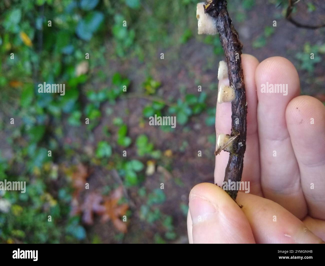 jellied bird's nest fungus (Nidula candida Stock Photo - Alamy