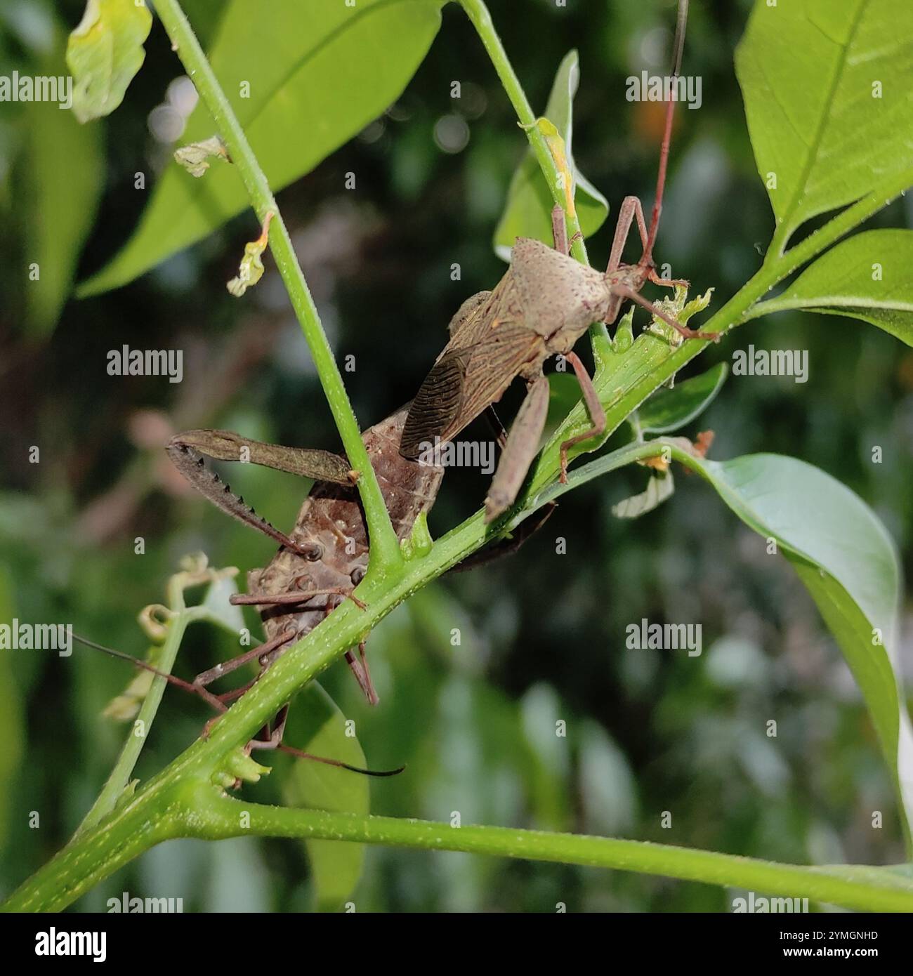 Spine-headed Bugs (Acanthocephala Stock Photo - Alamy
