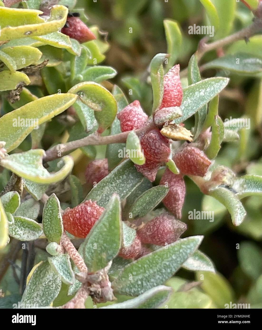 Berry saltbush hi-res stock photography and images - Alamy