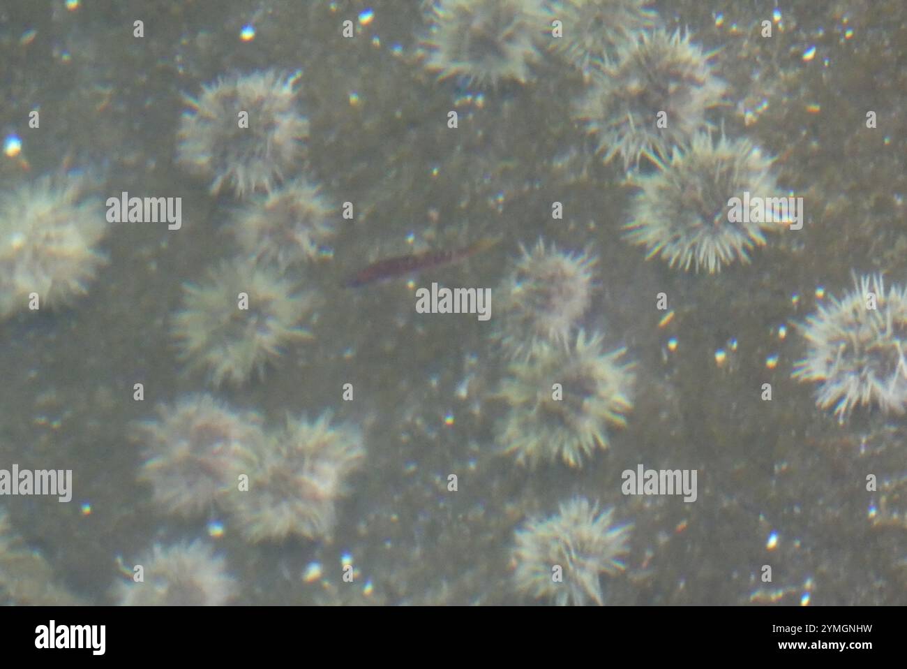 Ray-finned Fishes (Actinopterygii Stock Photo - Alamy