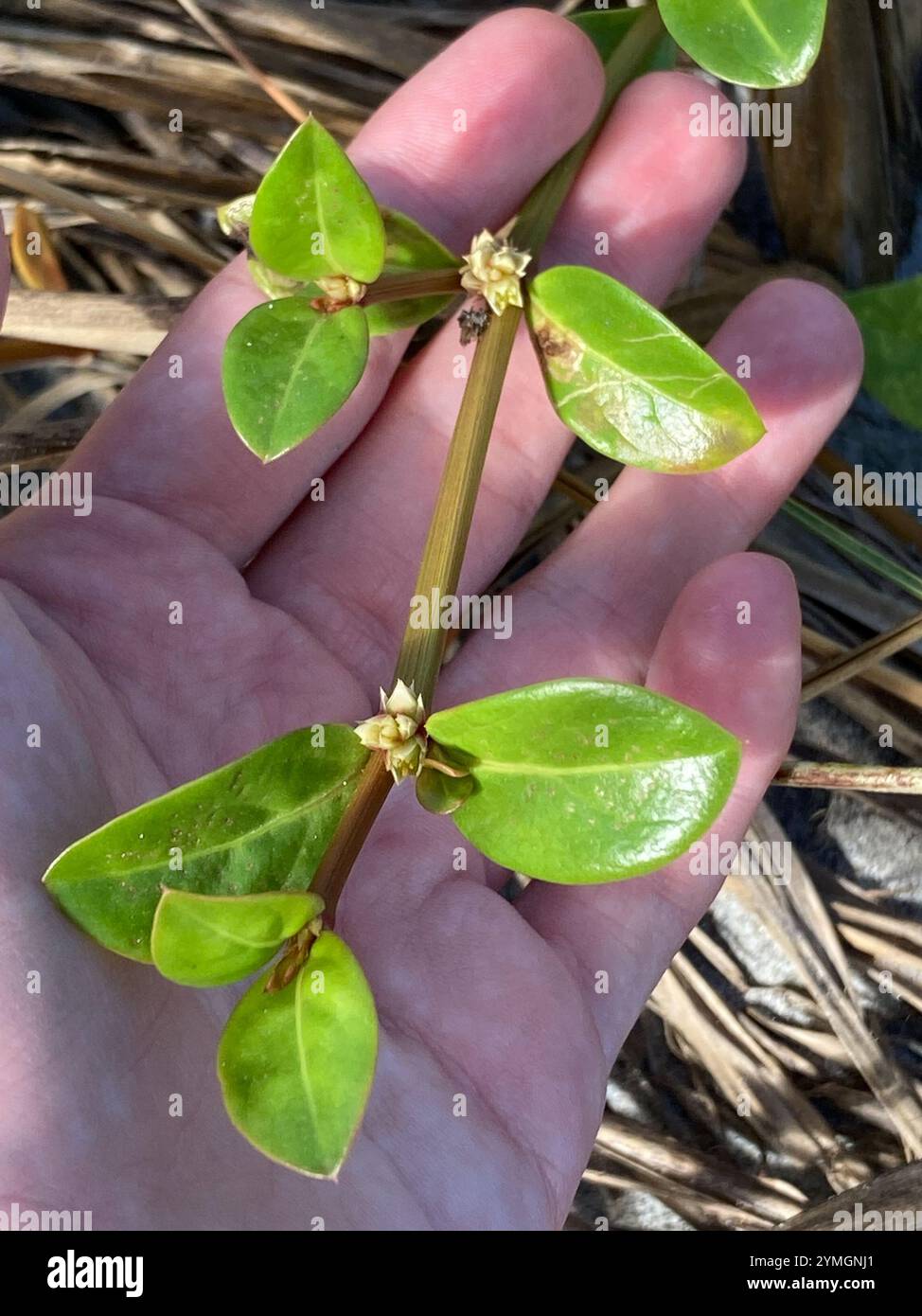 Seaside Joyweed (Alternanthera maritima Stock Photo - Alamy