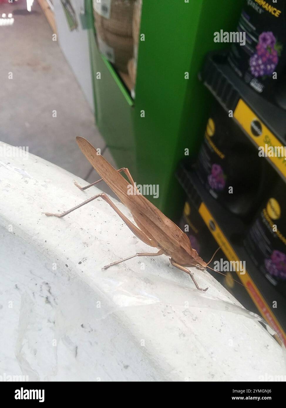 Broad-tipped Conehead (Neoconocephalus triops Stock Photo - Alamy