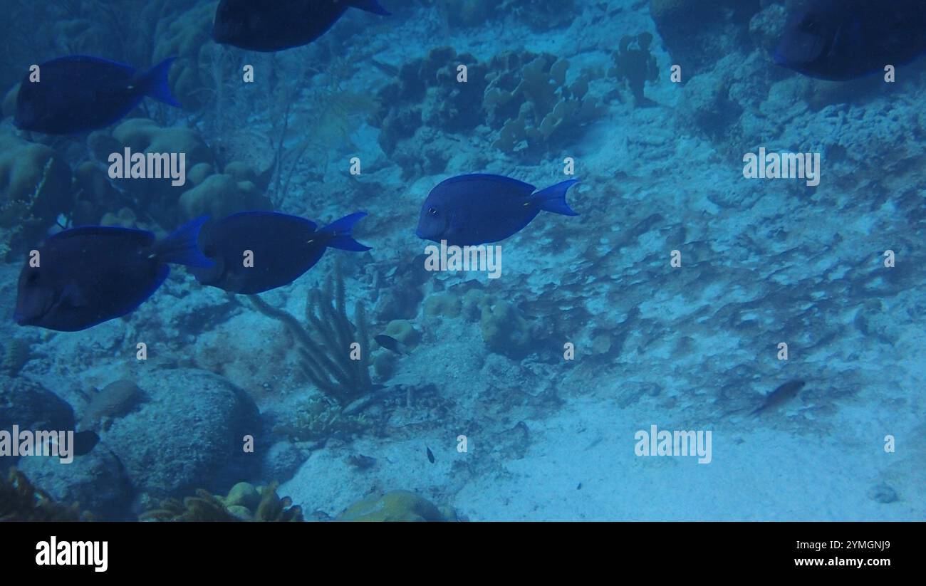 Atlantic Blue Tang (Acanthurus coeruleus Stock Photo - Alamy