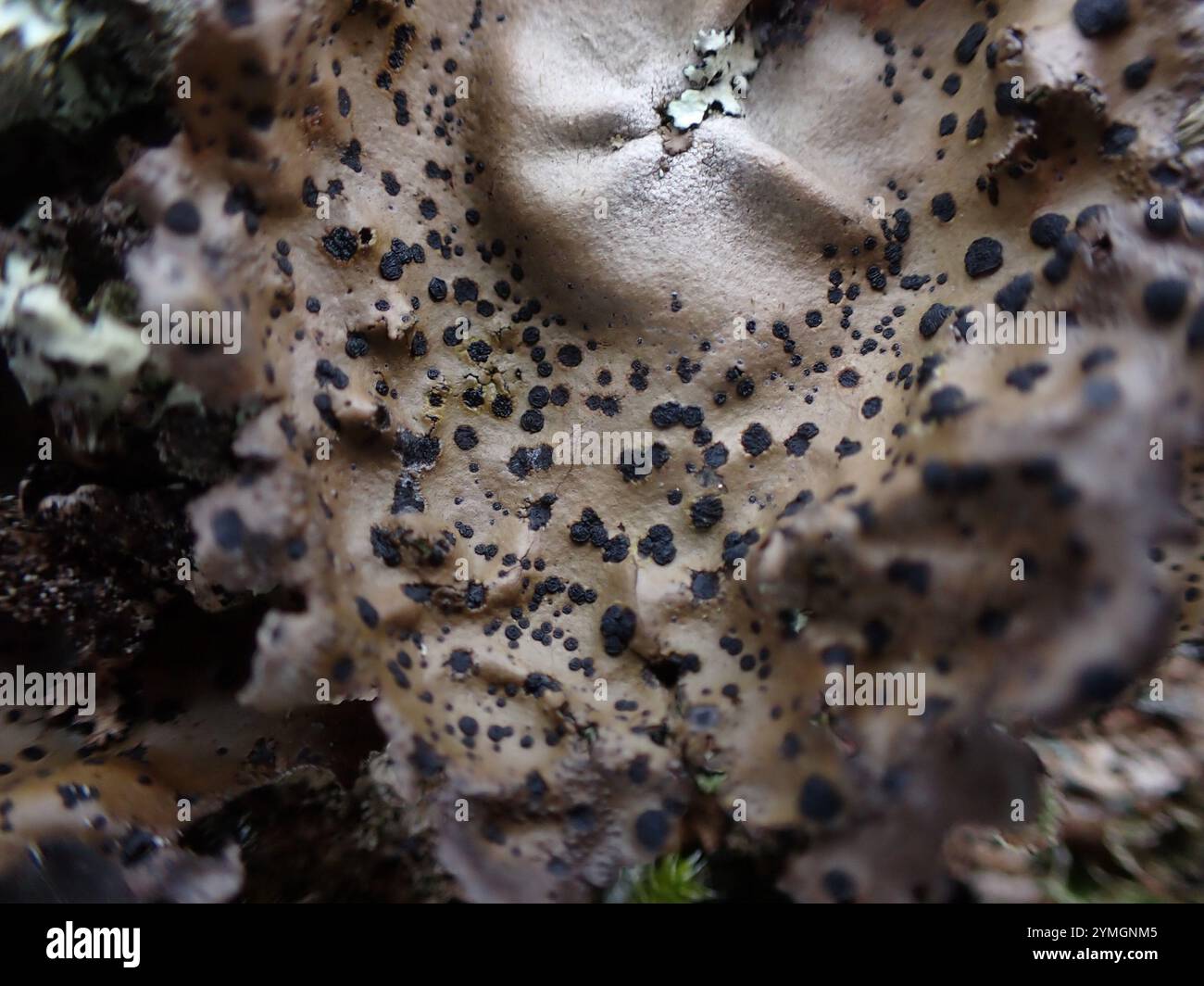 Emery Rocktripe Lichen (Umbilicaria phaea Stock Photo - Alamy