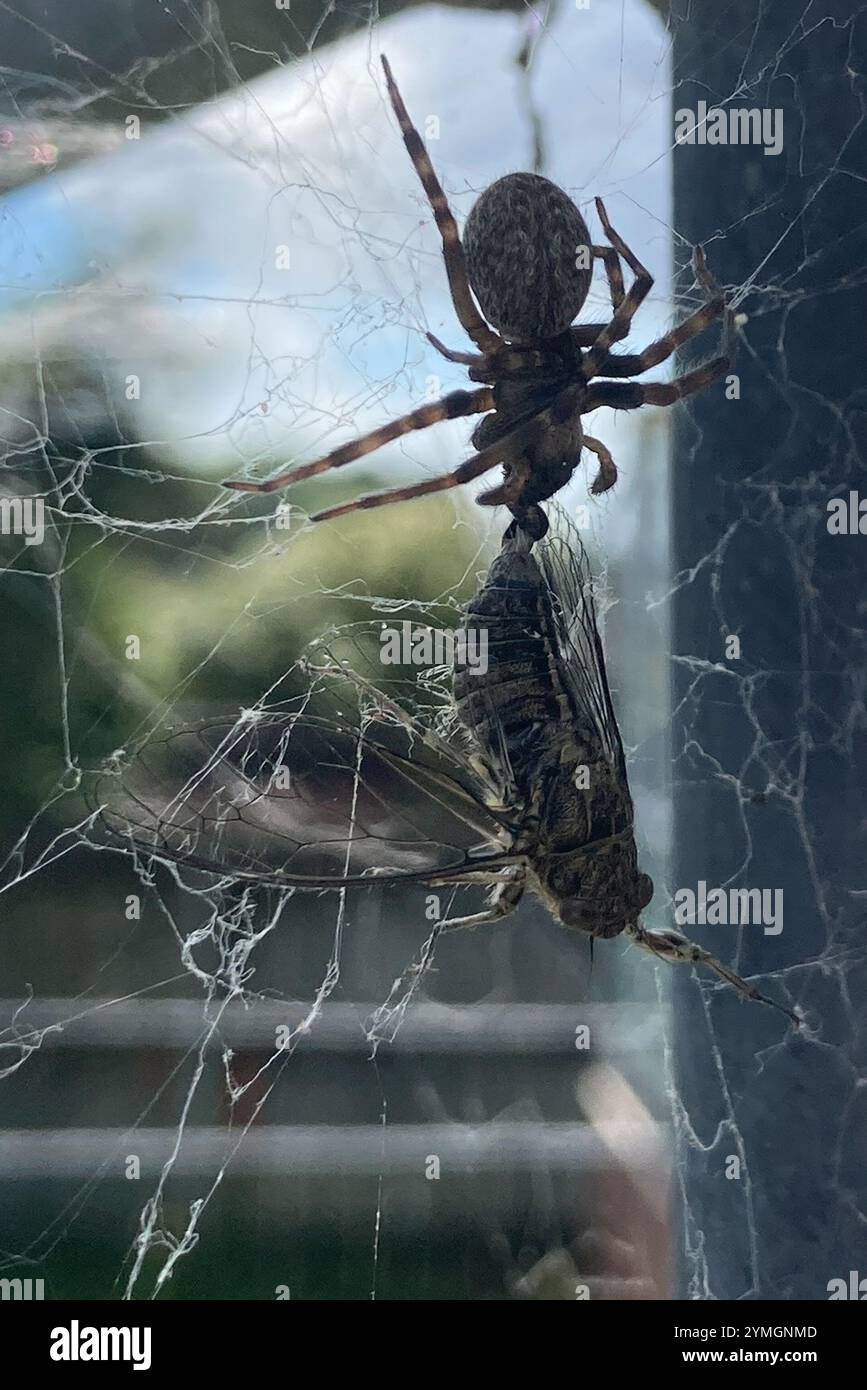 Clay Bank Cicada (Notopsalta sericea Stock Photo - Alamy