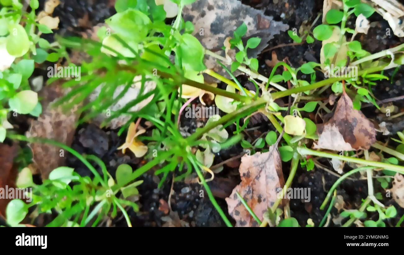 Corn spurrey (Spergula arvensis Stock Photo - Alamy