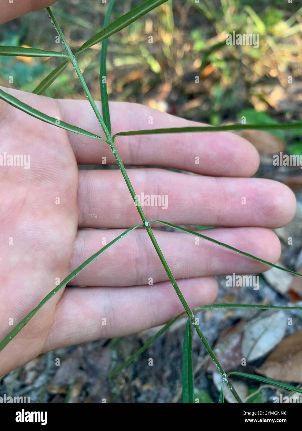 whorled milkweed (Asclepias verticillata Stock Photo - Alamy
